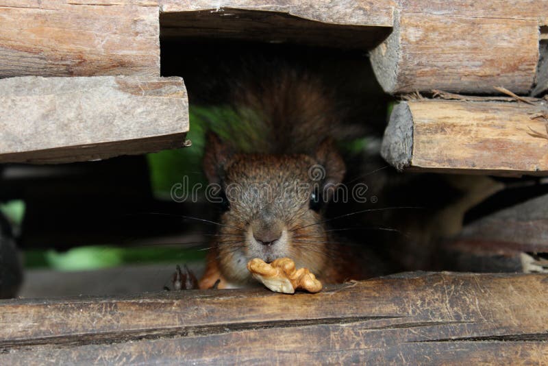 Squirrel Scratch stock photo. Image of park, nature, cute - 85553620