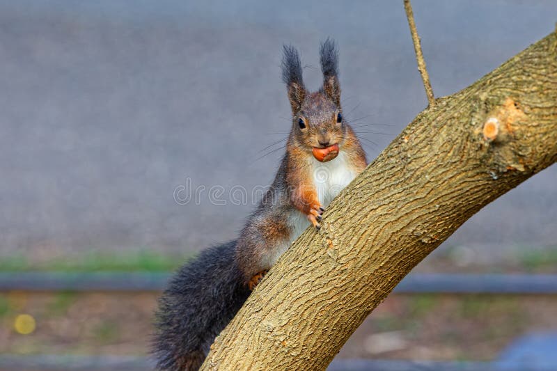 Red Squirrel with a Nuts in Its Mouth Stock Image - Image of tail ...