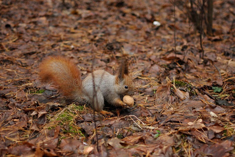 Red Squirrel in the Park Eating a Walnuts Stock Image - Image of furry ...