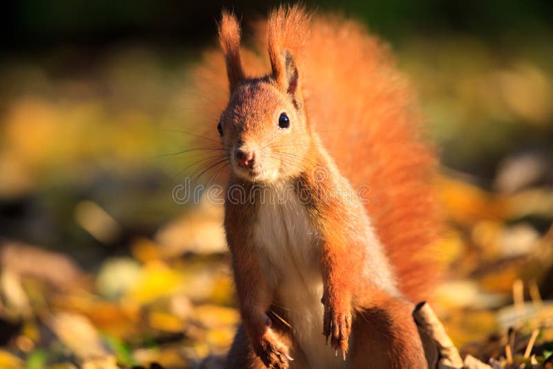 104 Polish Squirrel Stock Photos - Free & Royalty-Free Stock Photos ...