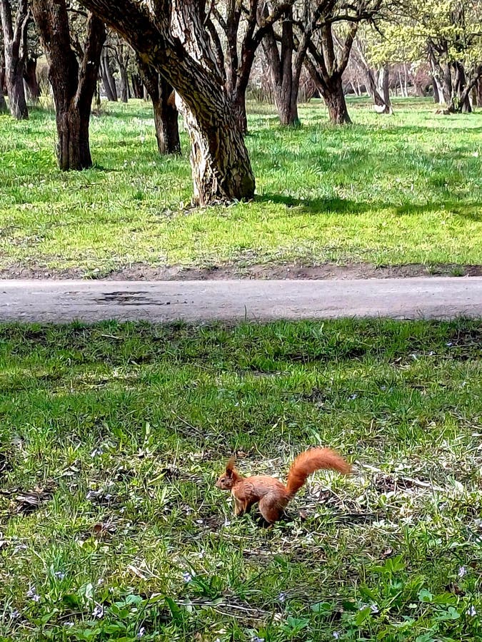 Red squirrel stock image. Image of grass, wildlife, park - 314048045
