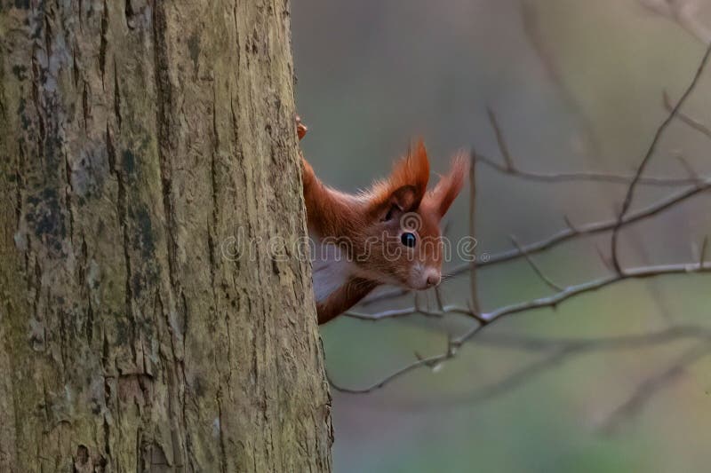 A Red Squirrel Peeking Its Head Out the Side of a Tree Stock Photo ...