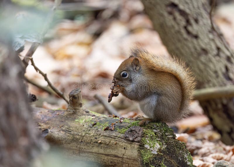 Red Squirrel Perched on a Log Eating Cedar Tree Seeds Stock Image ...