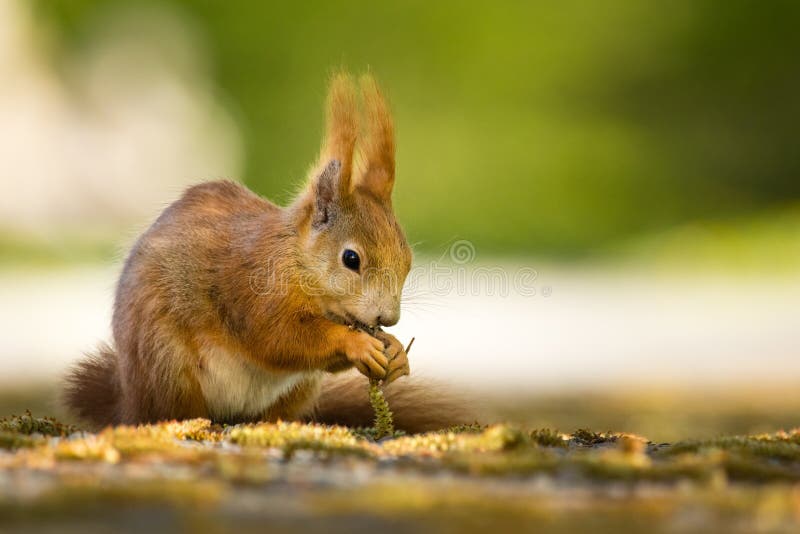 Red Squirrel stock photo. Image of nifty, lovely, animals - 89322930