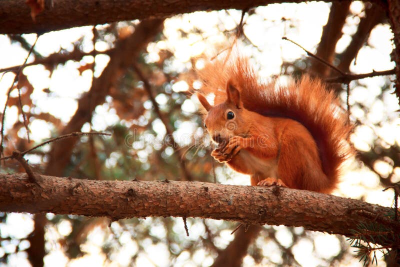 Red squirrel stock image. Image of wildlife, sitting - 34443385