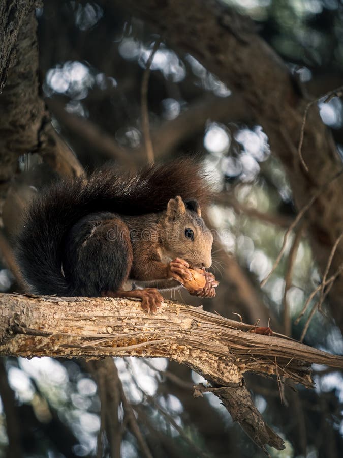 A Red Squirrel on a Pine Tree Eating a Pinecone, Side View, Malaga ...