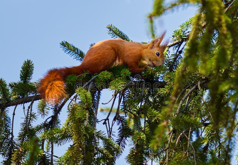 Red Squirrel on a Pine Tree Stock Image - Image of small, forest: 274636313