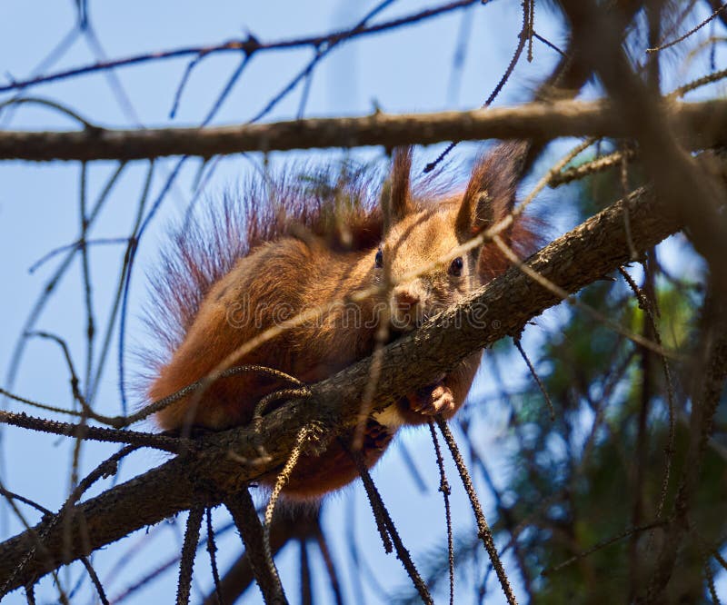 Red Squirrel on a Pine Tree Stock Photo - Image of pretty, brown: 274636320