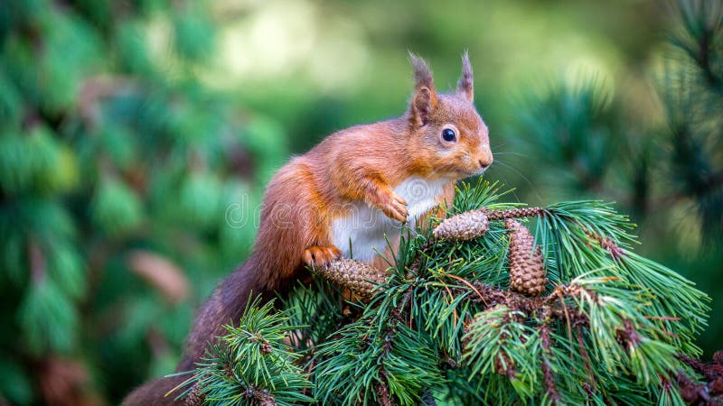 Red Squirrel in a Pine Tree in Northumberland Stock Photo - Image of ...