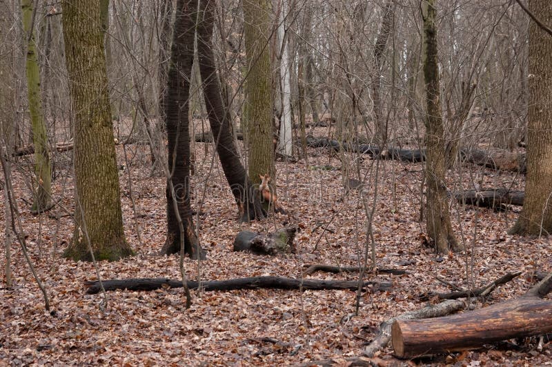 Squirrel Playing in the Fall Forest Stock Photo - Image of foliage ...