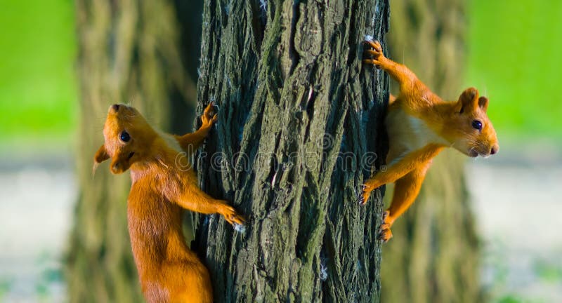 Red Squirrel Playing on Tree Stock Photo - Image of wild, small: 326915082