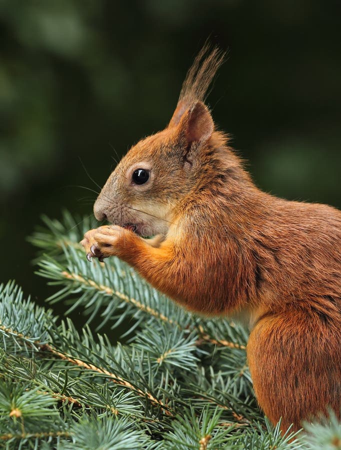 Red squirrel portrait stock image. Image of beauty, glitter - 25414225