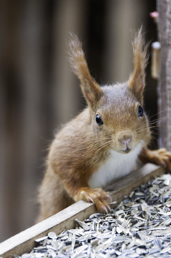 Red Squirrel portrait stock image. Image of small, curious - 32321457