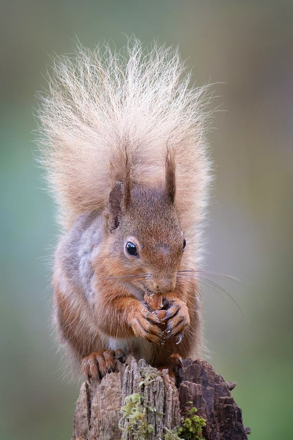 Red squirrel portrait stock photo. Image of sciurus - 189621656