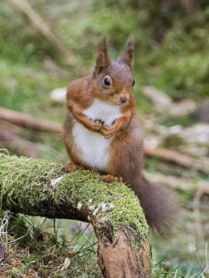Red Squirrel Posing - Sitting on a Tree Branch Stock Image - Image of ...