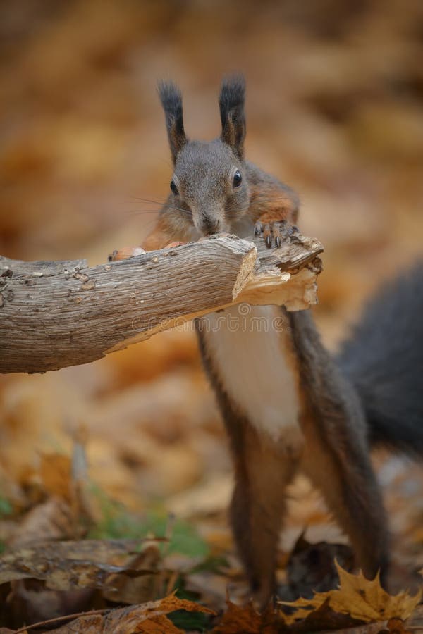 152 Squirrel Reach Stock Photos - Free & Royalty-Free Stock Photos from ...
