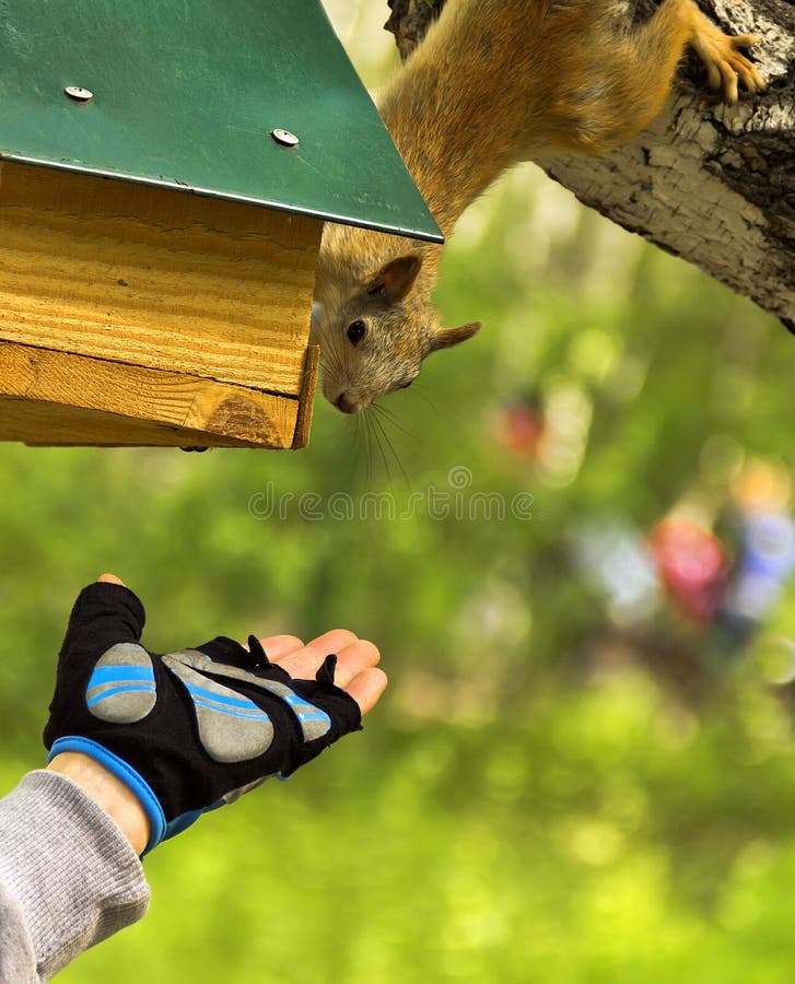 Red Squirrel Reaches for the Outstretched Hand Stock Image - Image of ...