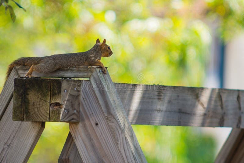 Down Laying Squirrel Stock Photos - Free & Royalty-Free Stock Photos ...