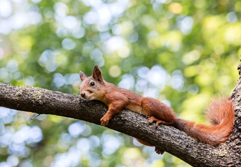 Resting squirrel stock photo. Image of relaxed, squirrel - 62530074