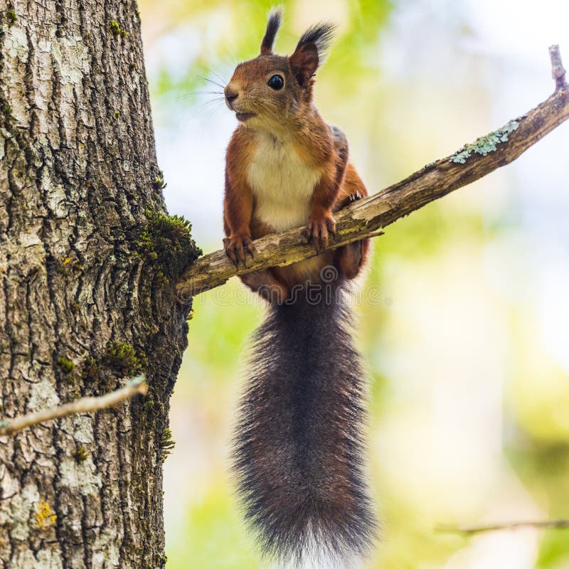 Squirrel Resting stock photo. Image of bushy, rodent - 26592416