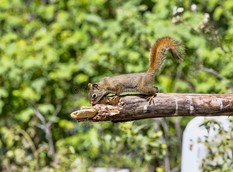 Red Squirrel in a Tree stock photo. Image of alberta - 237184756