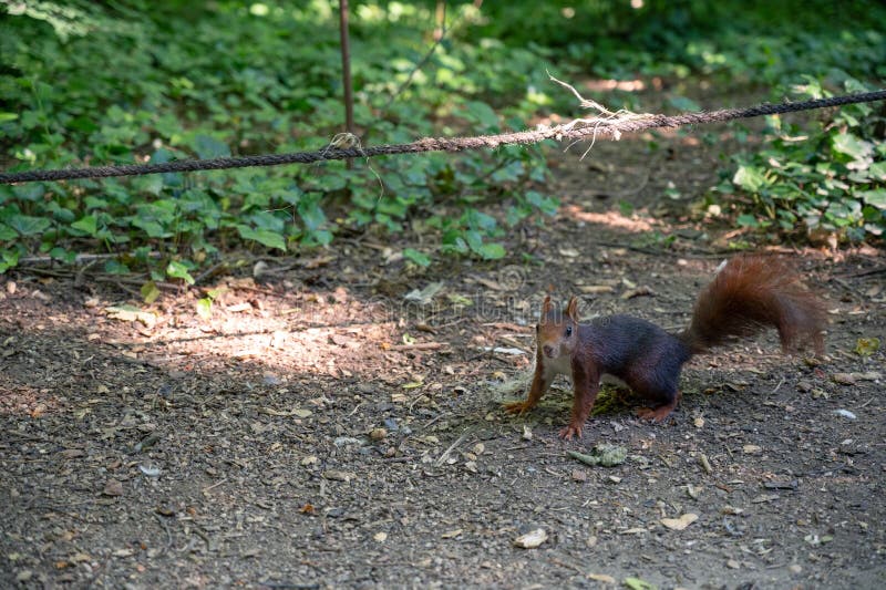 Red Squirrel Running Along the Ground Looking at the Camera. Sciurus ...