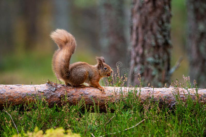 Red Squirrel Running Along a Pine Tree Log Stock Image - Image of ...