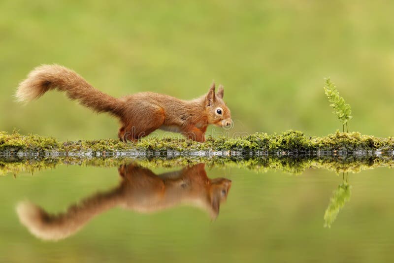 Reflection of a Red Squirrel Stock Photo - Image of amazing, eating ...