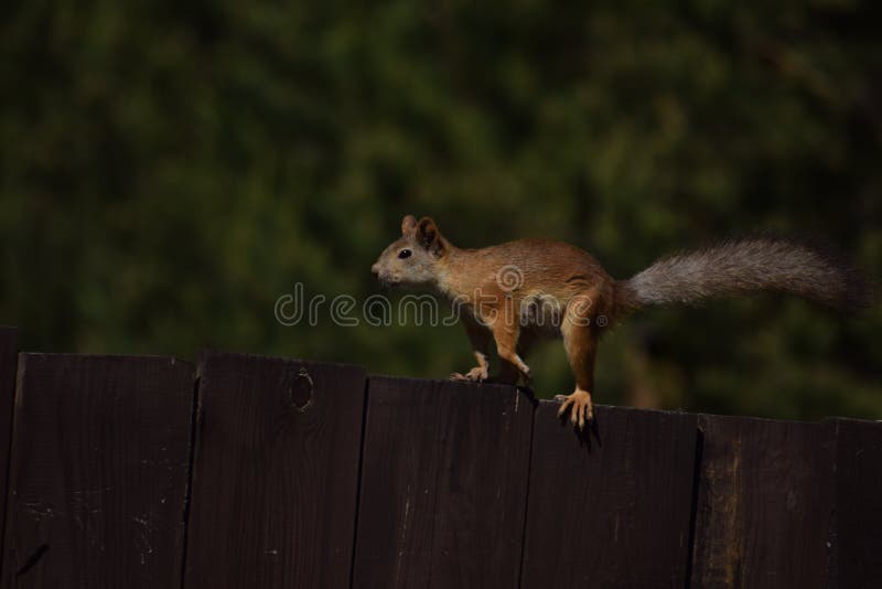 Red Squirrel Running on the Fence Stock Image - Image of fence, furry ...