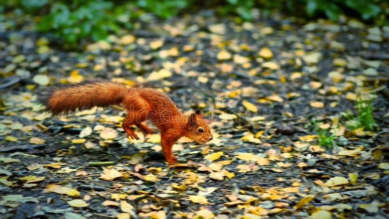 Red Squirrel Running on the Ground among Fallen Leaves Stock Image ...