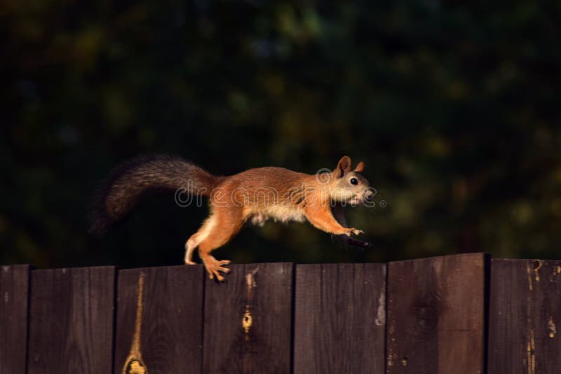 Squirrel Runs by the Fence in the Garden Stock Image - Image of jumping ...