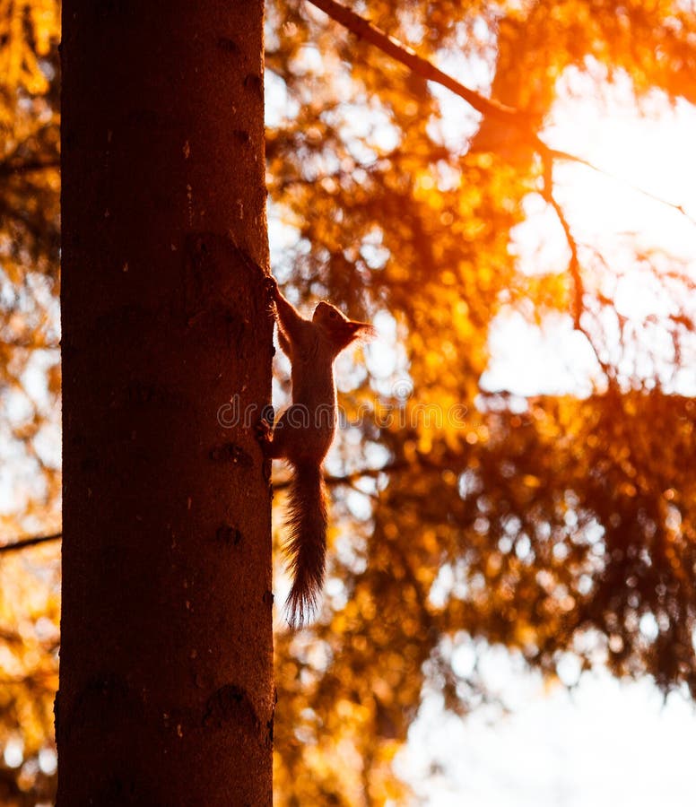 Red Squirrel Running Up the Tree Trunk Stock Image - Image of mammal ...