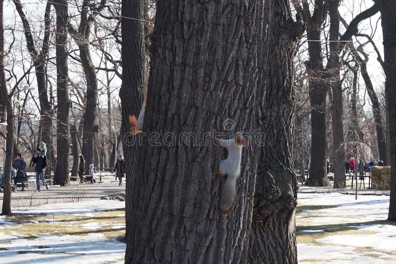 A Red Squirrel Runs Down a Tree Trunk. Squirrel with a Fluffy Tail on a ...