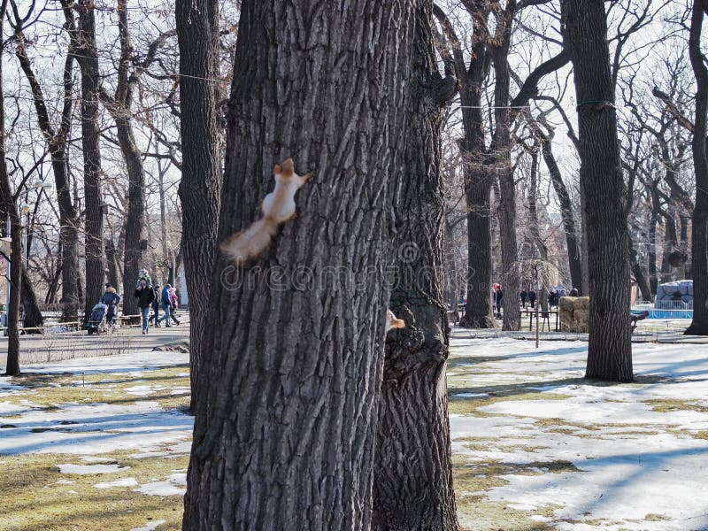 A Red Squirrel Runs Down a Tree Trunk. Squirrel with a Fluffy Tail on a ...