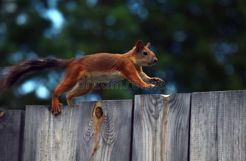 Red Squirrel Runs by the Fence Stock Photo - Image of forest, village ...
