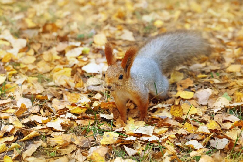 Red Squirrel Runs Forward. Squirrel. Portrait Of Funny Squirrel. Stock ...