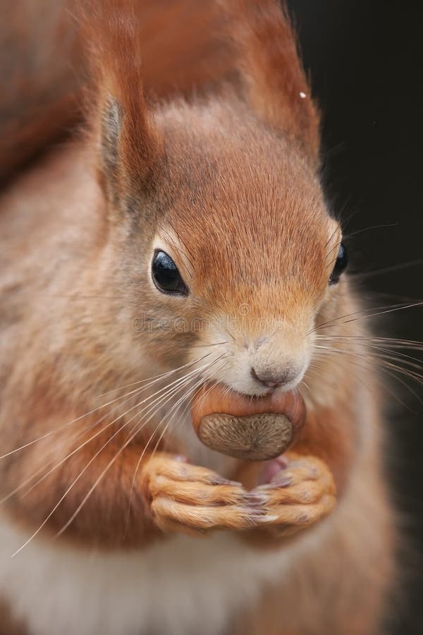 Red Squirrel stock image. Image of squirrel, wildlife - 33300885
