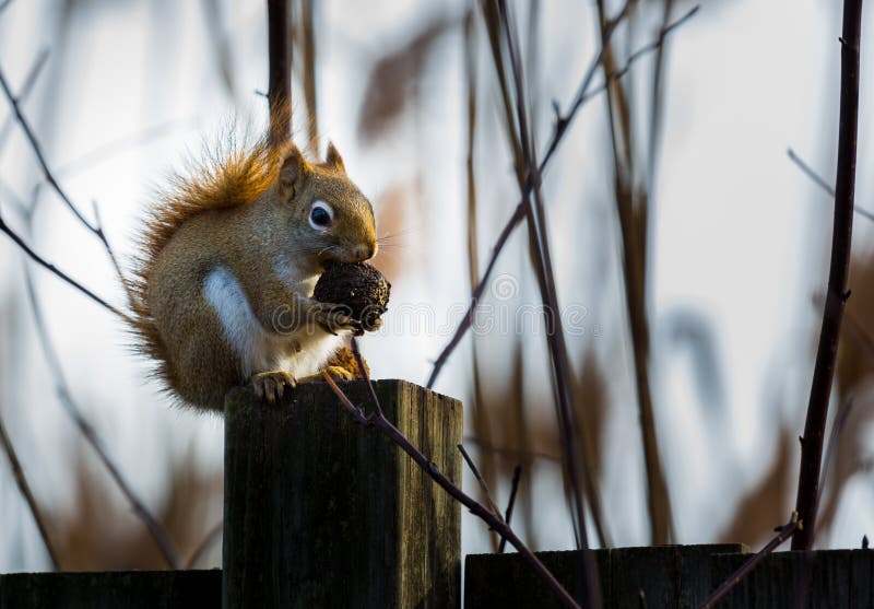 Red Squirrel Sat on a Post Munching His Nuts. Stock Photo - Image of ...