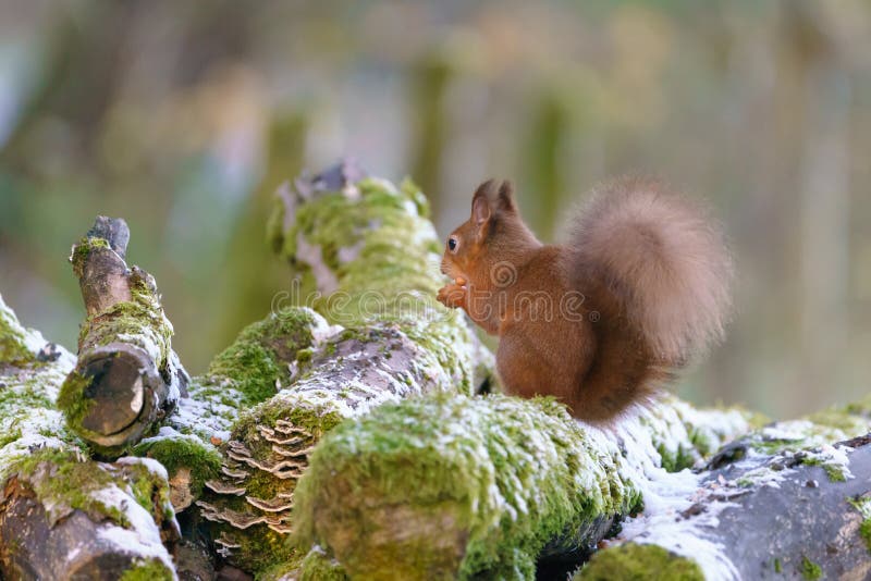 Red Squirrel Sciurus Vulgaris Stock Photo - Image of animal, sciuridae ...