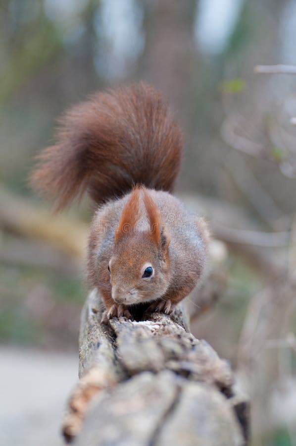 Red Squirrel, Sciurus Vulgaris Stock Image - Image of mammal, park ...