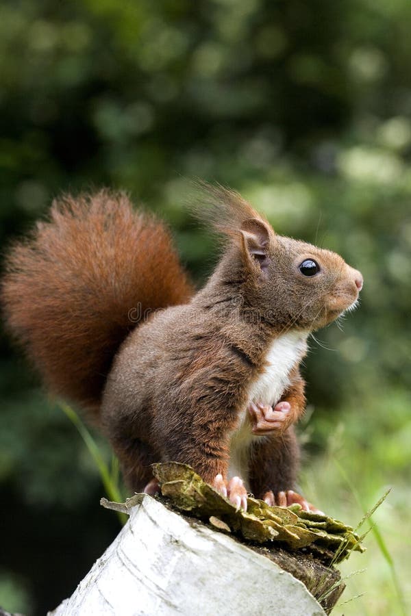Red Squirrel, Sciurus Vulgaris, Adult, Normandy Stock Photo - Image of ...