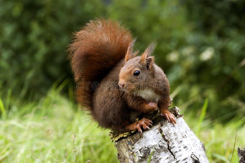 Red Squirrel, Sciurus Vulgaris, Adult Standing on Stump, Normandy Stock ...