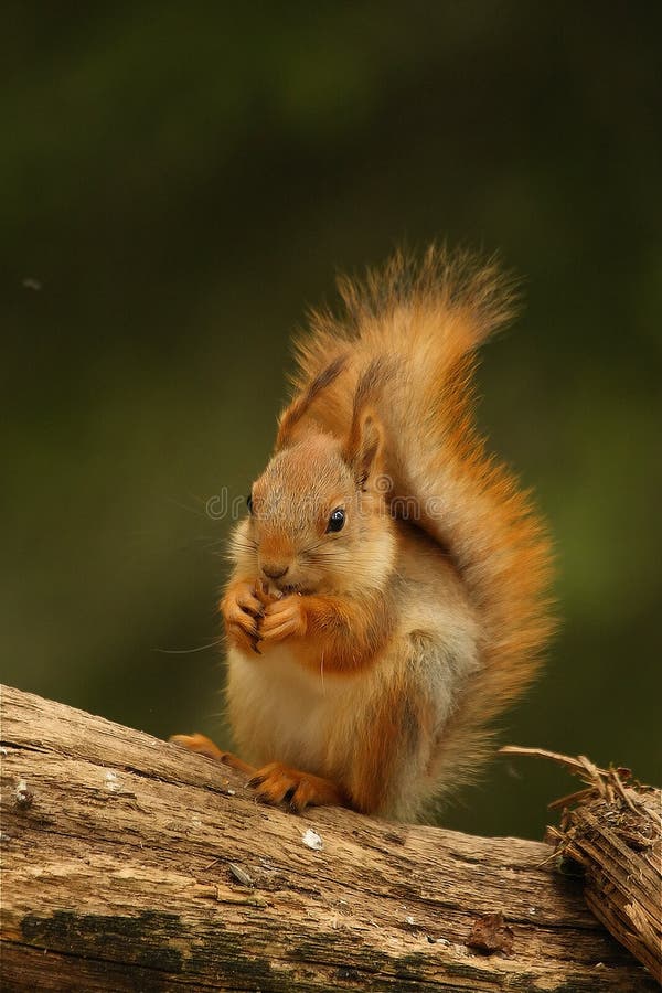 Sciurus Vulgaris - Eurasian Red Squirrel - Side View - Flat Vector ...