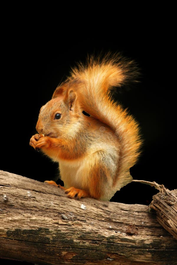 Sciurus Vulgaris - Eurasian Red Squirrel - Side View - Flat Vector ...