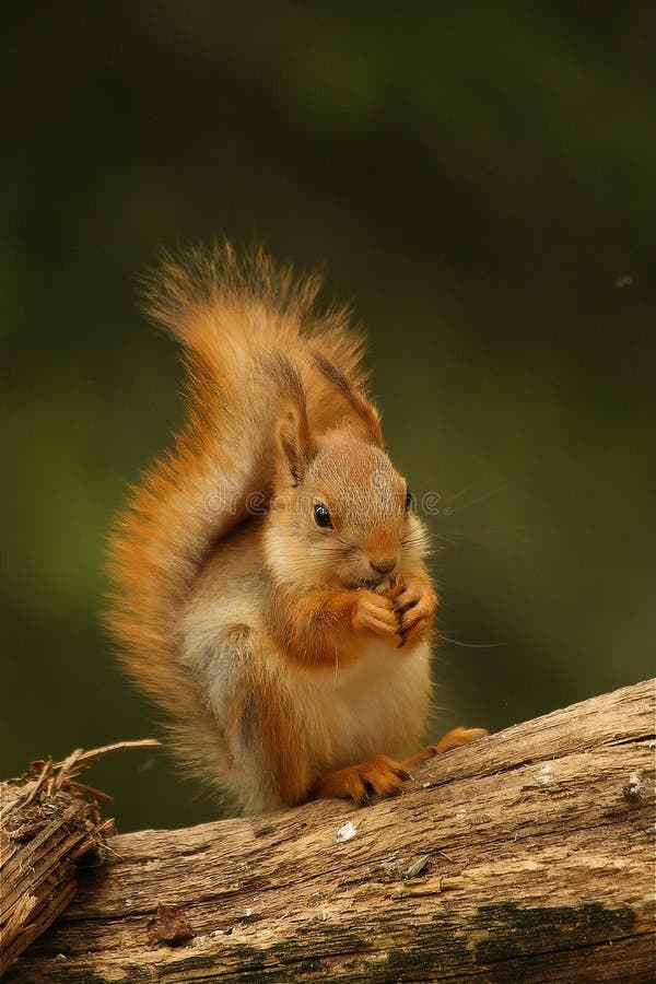 Sciurus Vulgaris - Eurasian Red Squirrel - Side View - Flat Vector ...