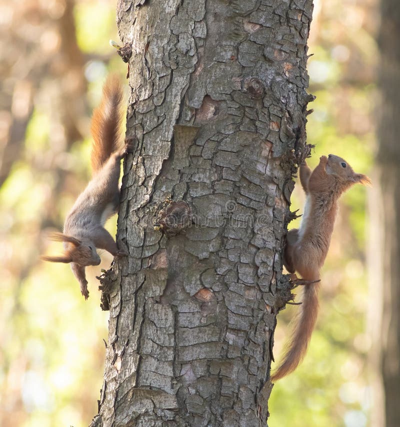 Red Squirrel, Sciurus Vulgaris. the Animals Chase Each Other Down the ...