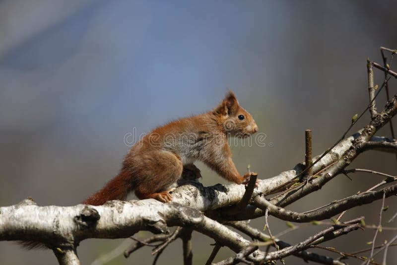 Red Squirrel, Sciurus Vulgaris Stock Image - Image of british, wildlife ...