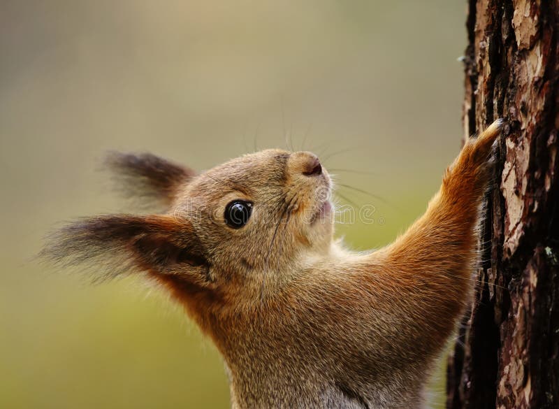 Red Squirrel (Sciurus Vulgaris) Closeup Climbing on a Tree Stock Image ...