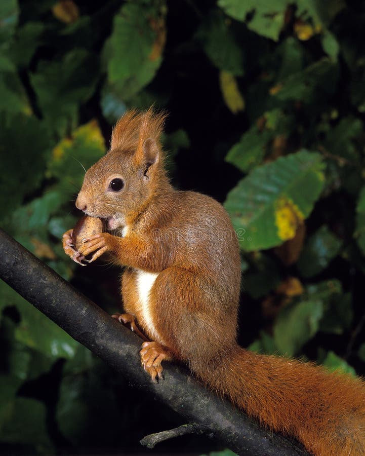 Red Squirrel, Sciurus Vulgaris, Female Eating Chestnut Stock Image ...