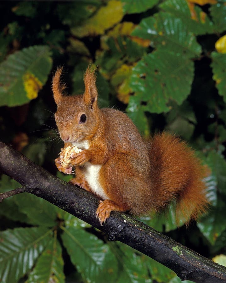 Red Squirrel, Sciurus Vulgaris, Female Standing on Branch, Eating ...